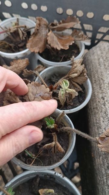 Достала с прикопа саженцы клубники