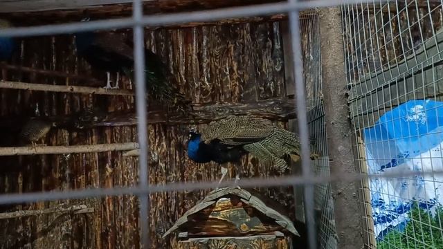 Парк "Добрый"/ Музей валенок.