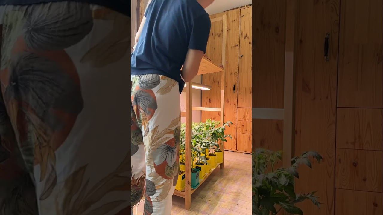 Переставляю рассаду, дальше только в огород    #рассадаперцев #рассадатоматов #рассада