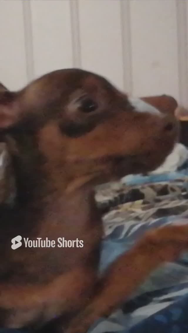 My Dog's Funniest Faces! | смешные моей собаки | РУССКИЙ ТОЙ В КАЧЕСТВЕ МЕМА