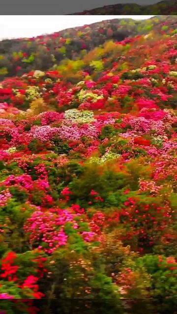Секреты Цветущей Азалии в провинции Гуйчжоу
