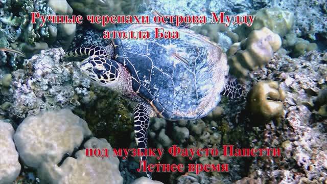 32а. Ручные черепахи острова Мудду атолла Баа под музыку Фаусто Папетти Летнее время HD