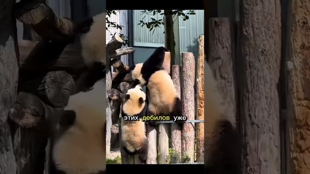 ПАНДЫ за что мы их любим?