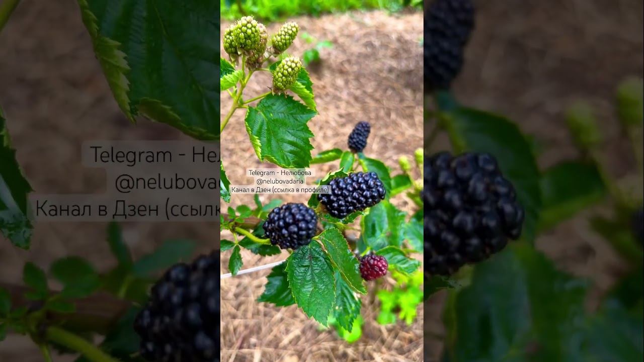 Ежевика ВСЁ! Вот так растет ежевика бесшипная  #ежевика