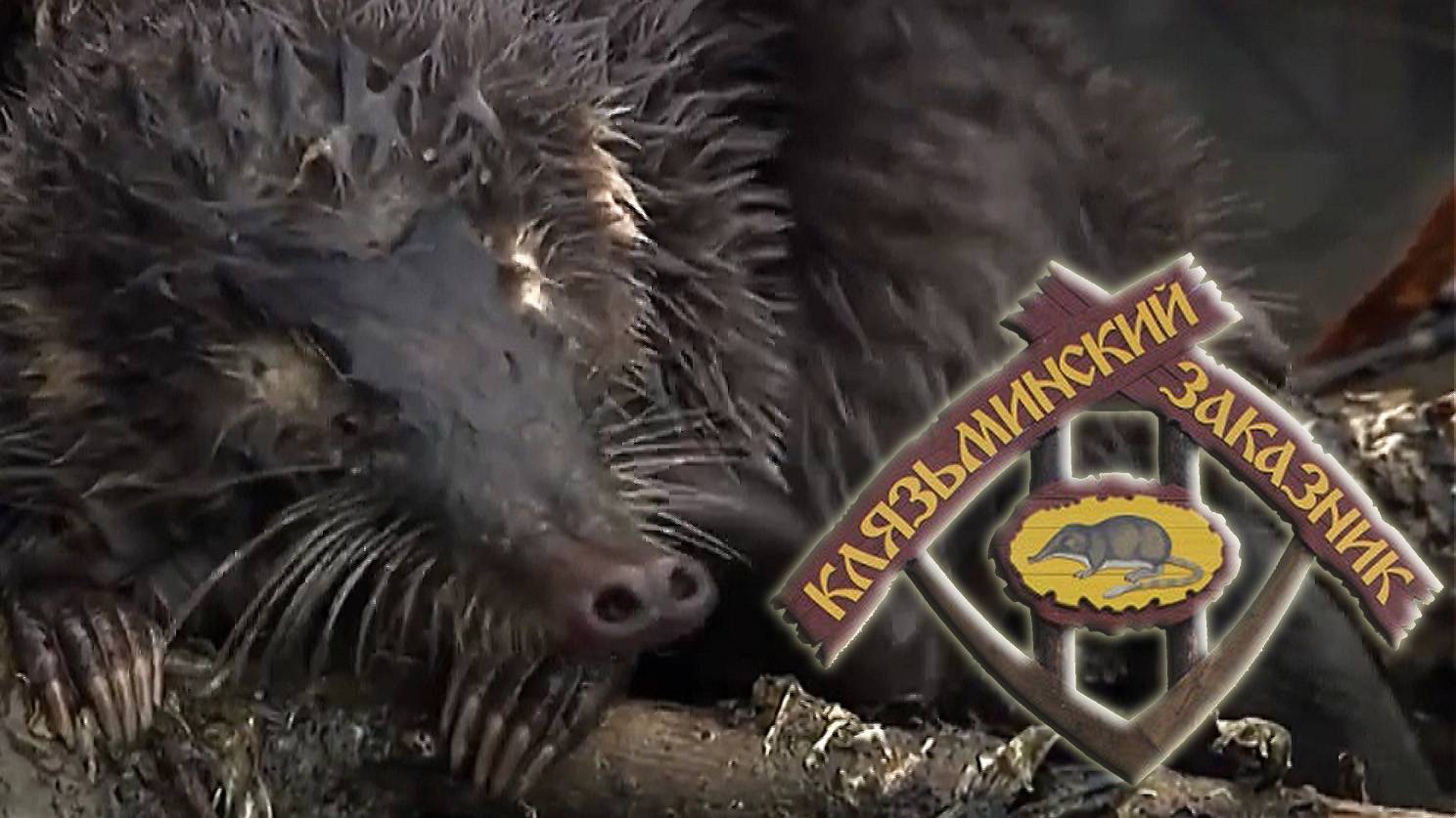 Путешествия по Мещере. На клязьминских берегах. Заказник "Клязьминский". ООПТ центрального региона.