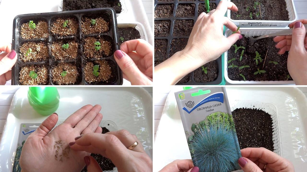 Пикирую Сальвию, Бархатцы🥀🌸 Сею Овсяницу сизую (Западная Сибирь)