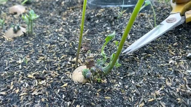 Попробуйте вырастить картофель в шинах..