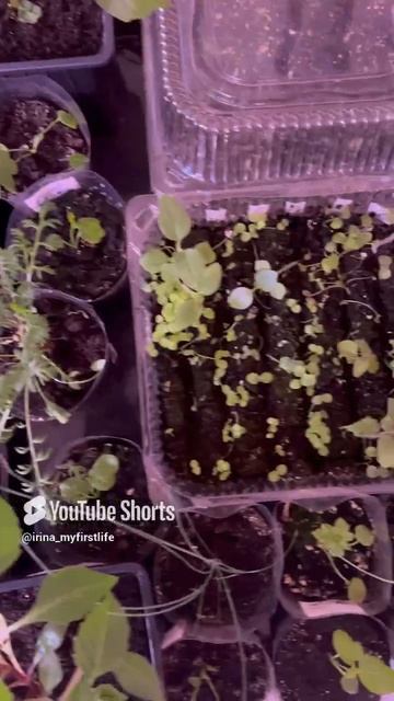 Рассада в начале апреля 2025 / Садовод #армерия #каллизия #цветы