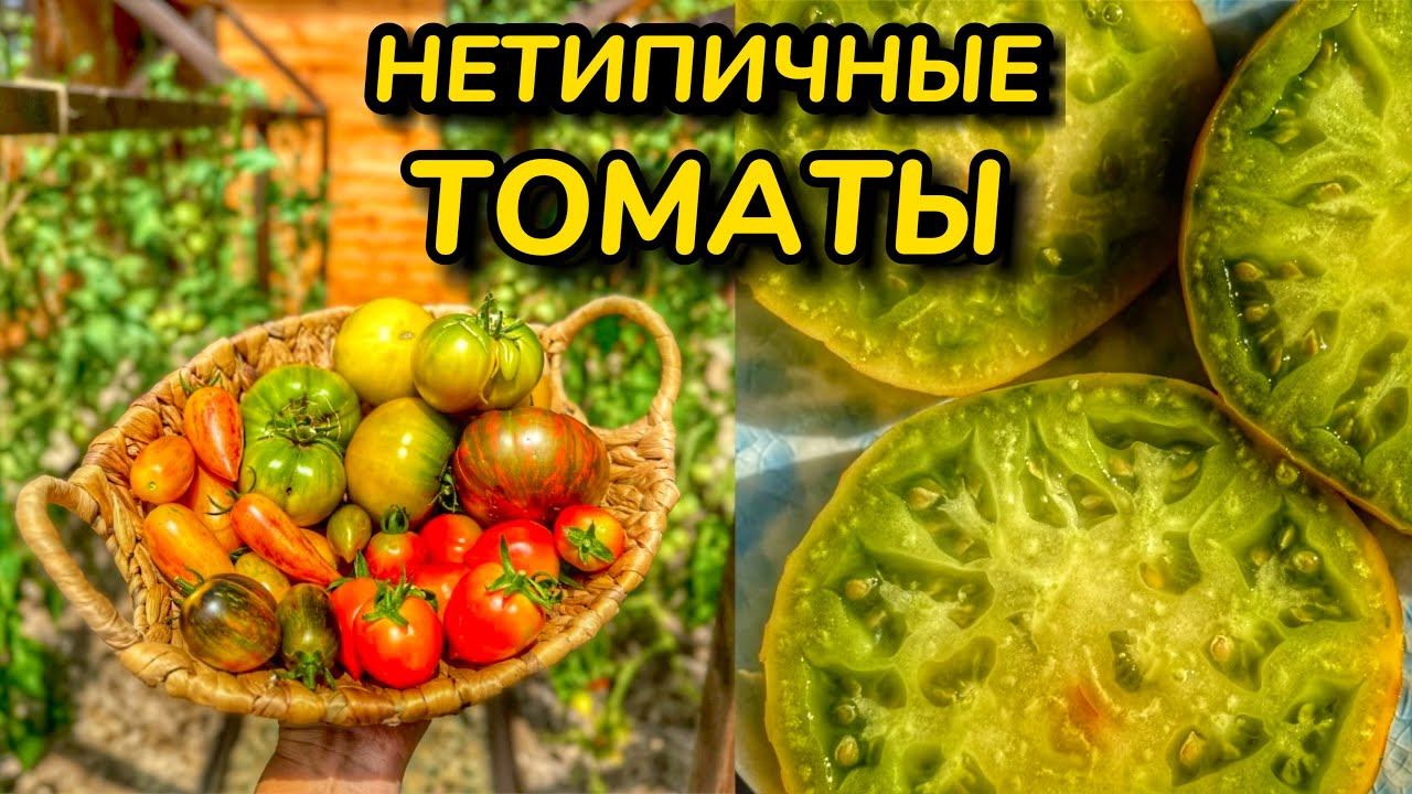 Помидоры как произведение искусства! Посади эти сорта в следующем сезоне