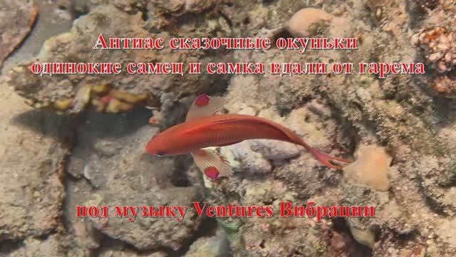 1. Антиас сказочные окуньки одинокие самец и самка вдали от гарема под музыку Ventures Вибрации FHD