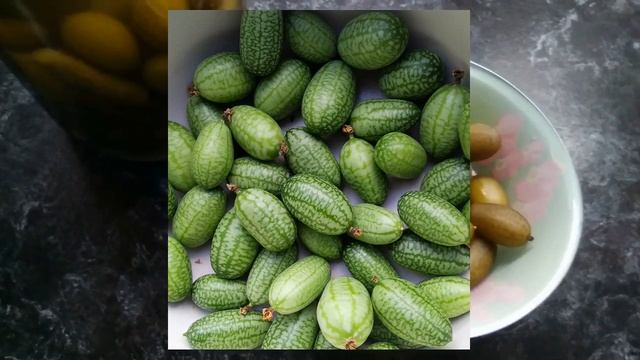 Мелотрия вас точно удивит, попробуйте ее посадить