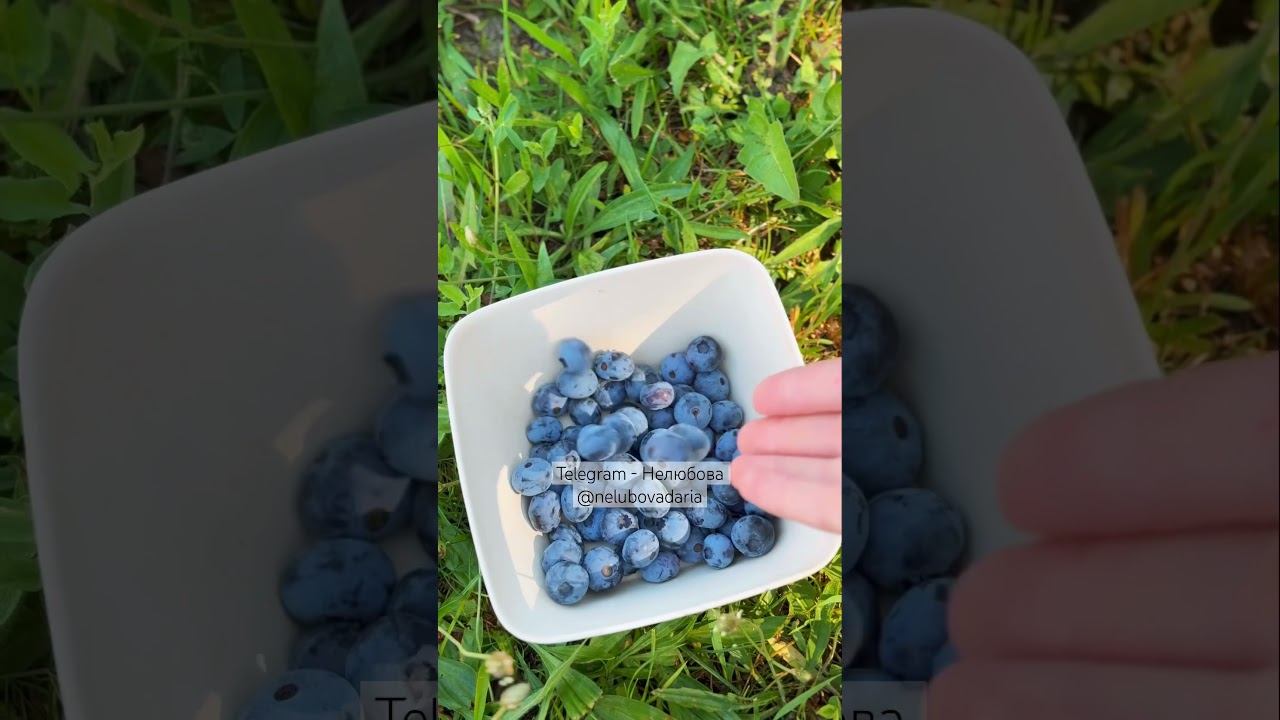 Голубика в твоем саду! Возможно всё  #голубика