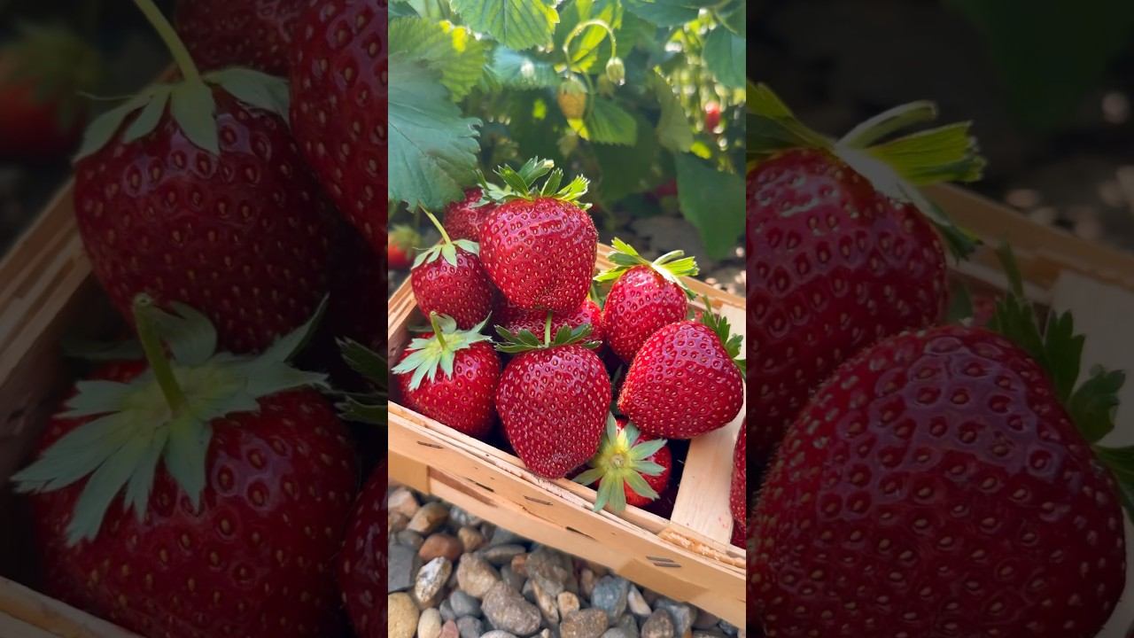 Клубника - что и как посадить?!  #клубника #выращиваниеклубники