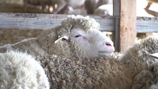 Агрофирма «Чох» примет участие в юбилейной XXV Российской выставке племенных овец и коз