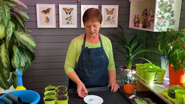 Как ПРОСТО сеять мелкие семена. Львиный зев. Посев Базилика.