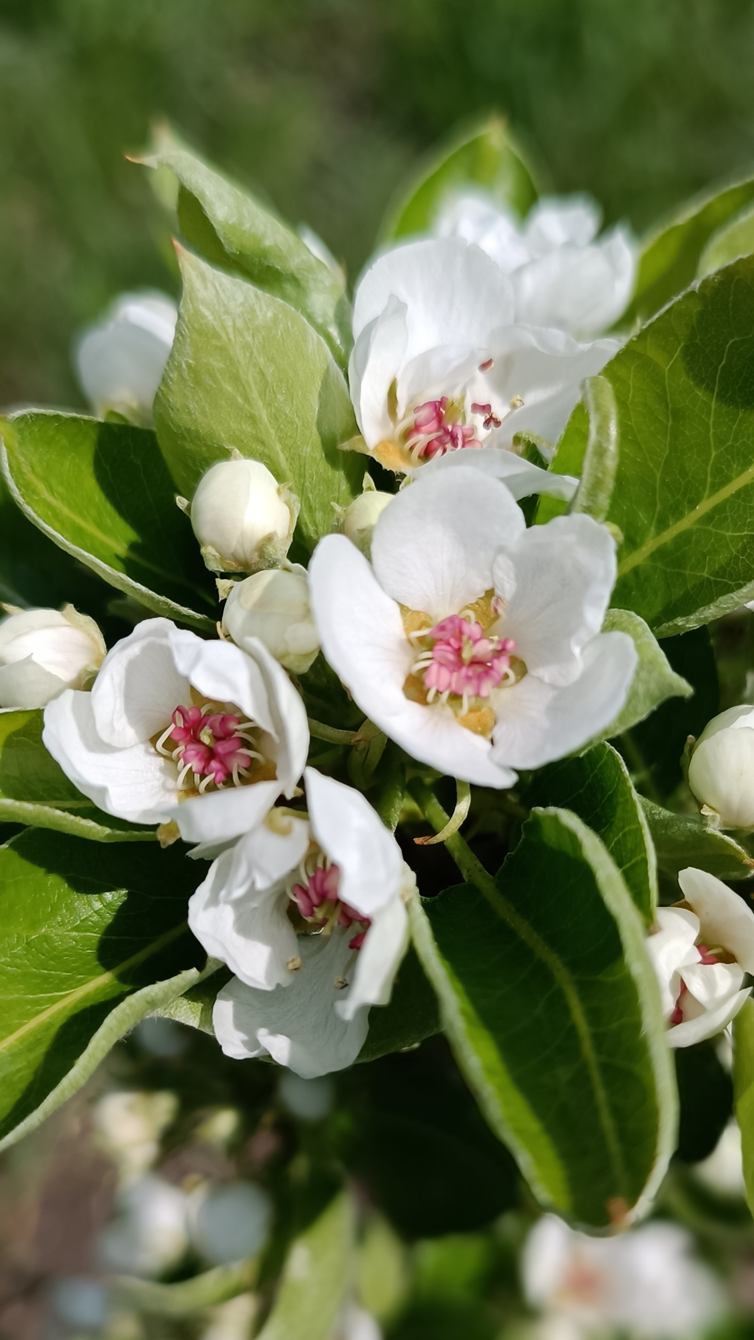 Расплескала весна акварель ароматную! 07.04.2025г.#весна#Кубань#сад