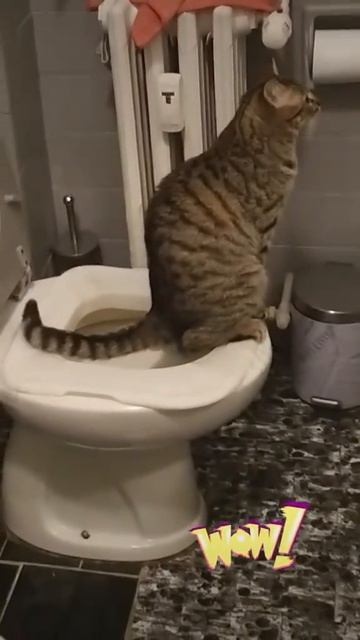 Кира на унитазе.