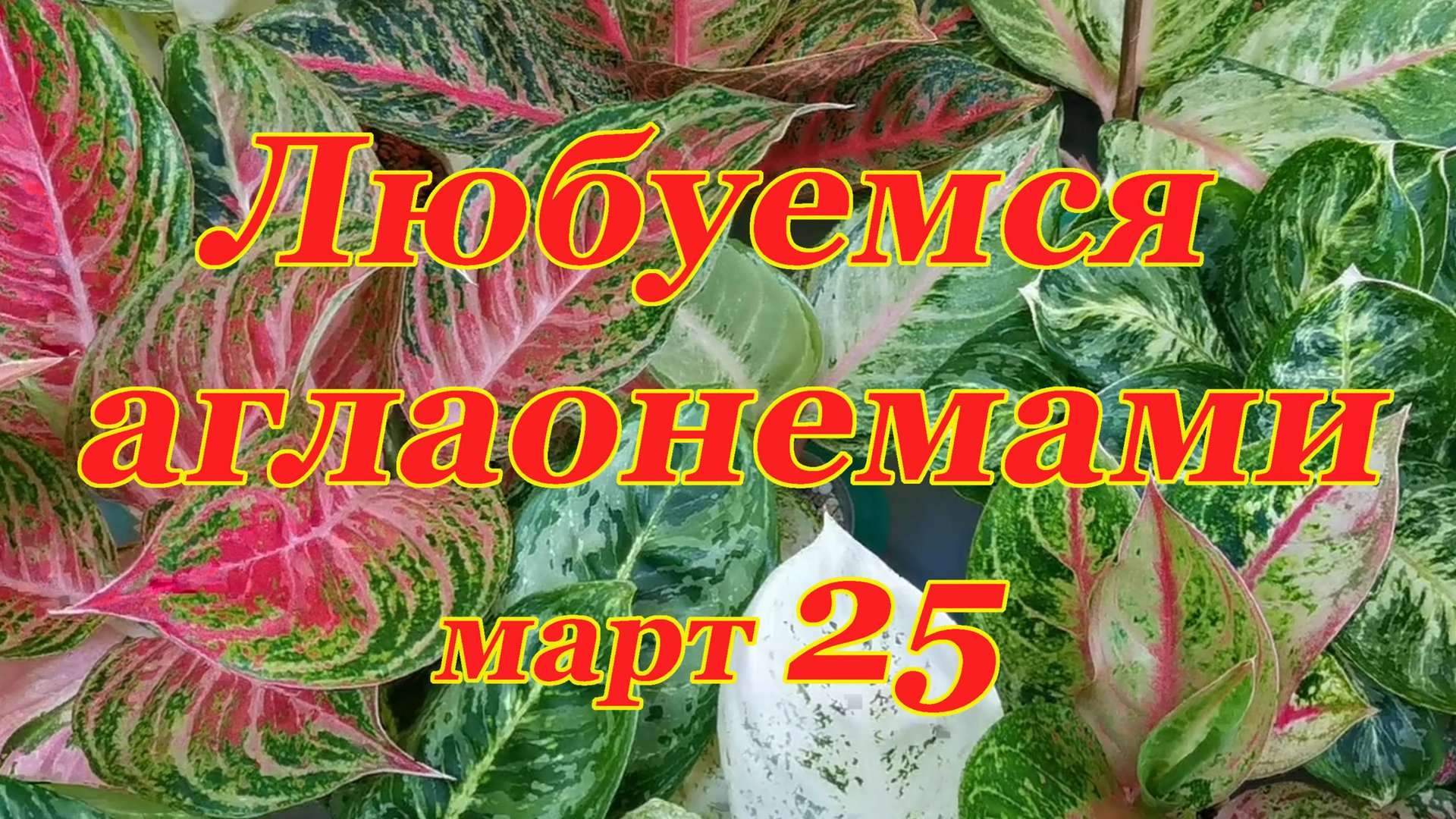 Любуемся аглаонемами в марте 2025г.