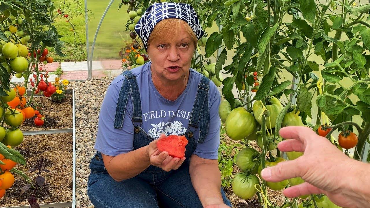 Обзор некоторых томатов в моей теплице.