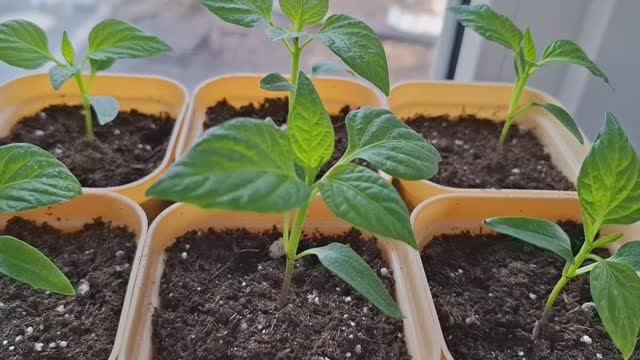 Влог.Грязные окна.Мышь почикала рассаду.Неудачные посевы