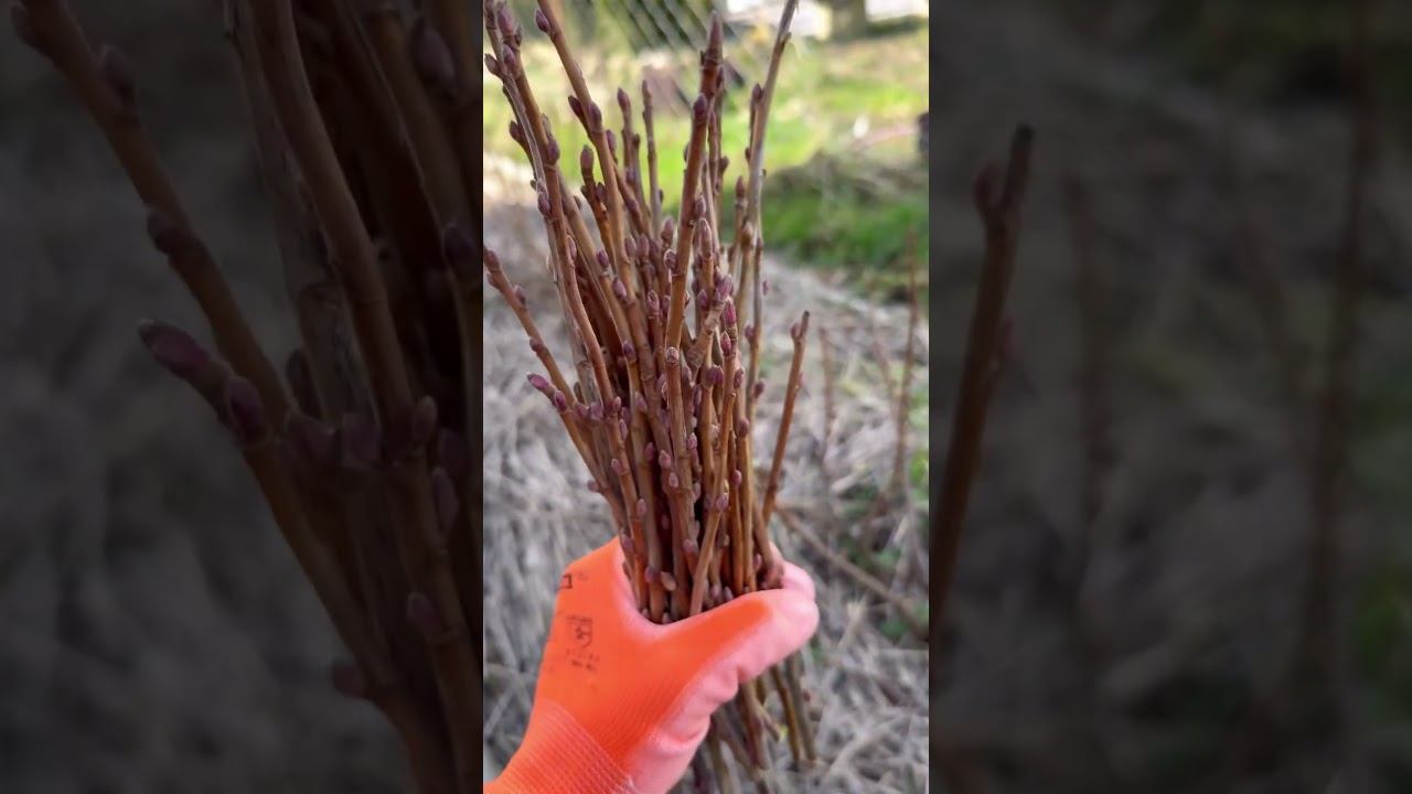 Вы еще не подготовили сад к сезону? Тогда я иду к вам!