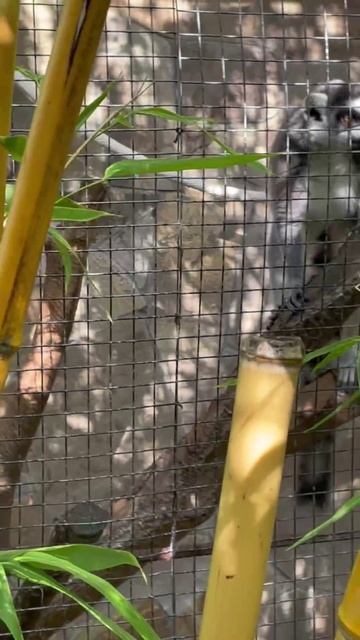 Лемур-гламур из зоопарка Сказка.Ялта