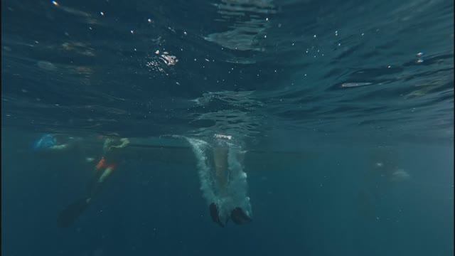 черепахи, риф биаду