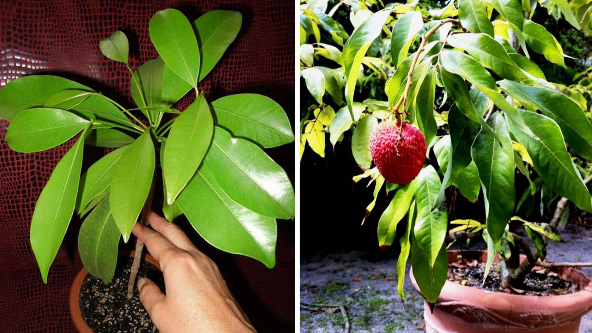 Какие экзотические растения вырастила из семян