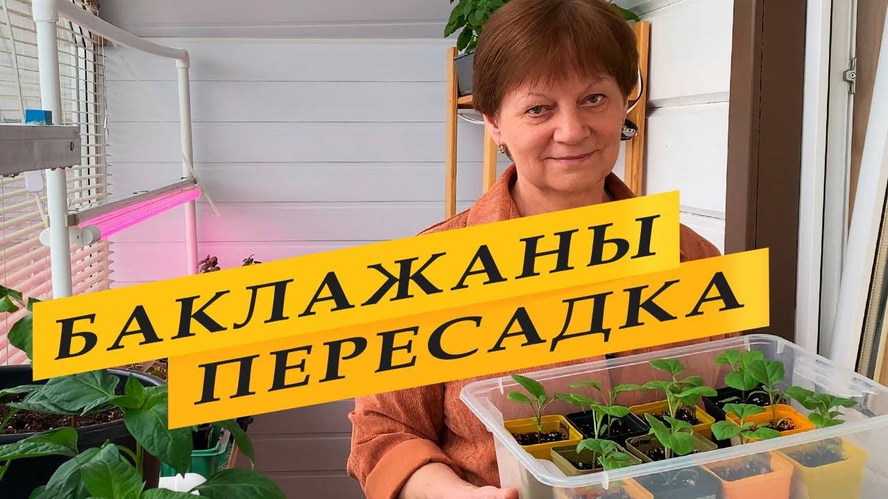 Баклажаны, пересадка в теплые стаканчики.