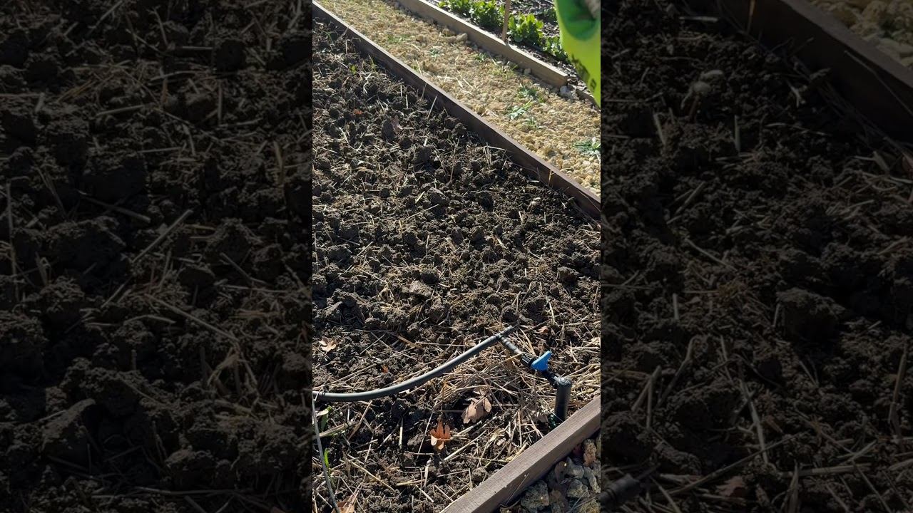 Сидераты зимой! Новогодняя зеленая красота  #сидераты