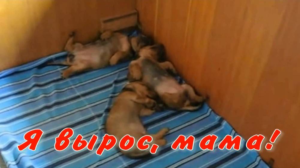 Я вырос, мама. Стихи и монтаж - Евгений Доставалов, декламация - Элен Роузи