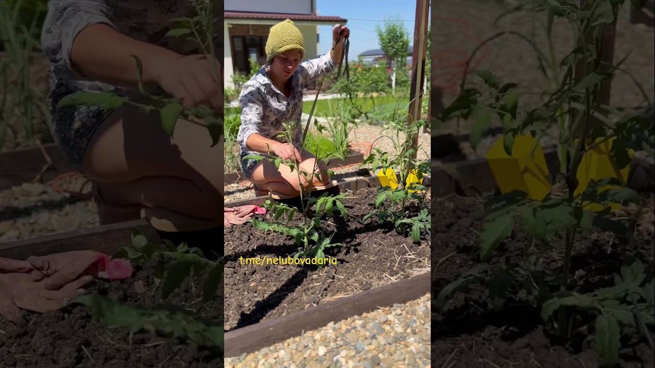 Огород в Краснодарском крае! #выращиваниепомидоров #жизньнаюге #огород