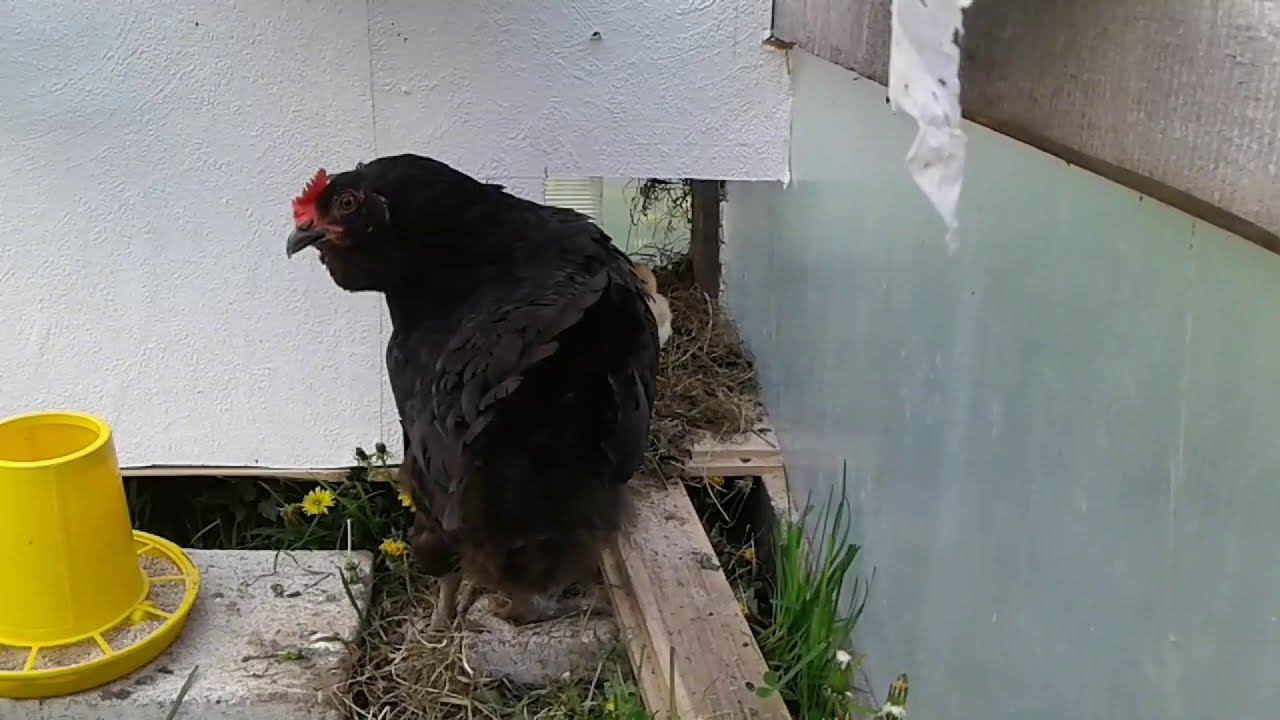 Цыплята на первой прогулке в брудере с наседкой #цыплята #наседка #брудер #chikens #broodyhen