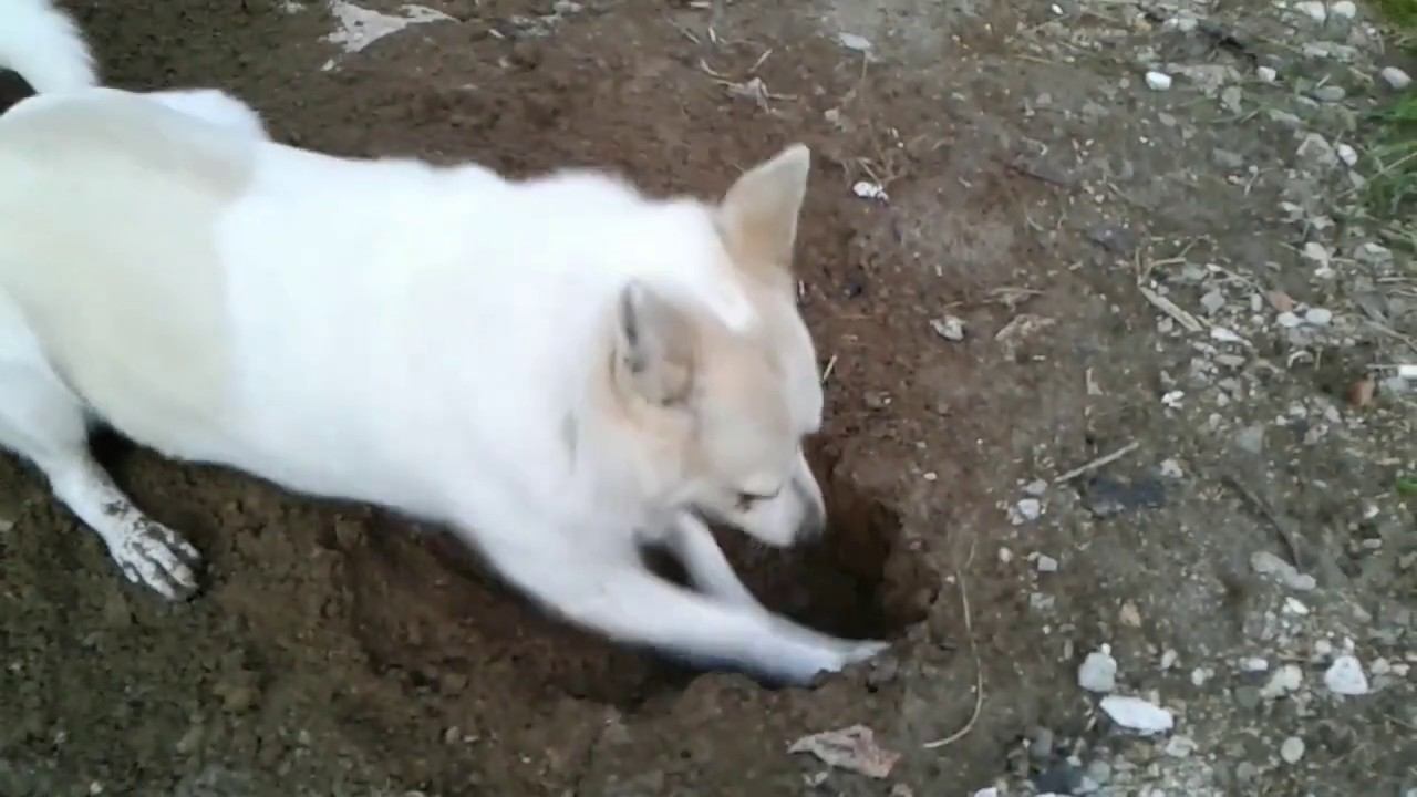 Собака копает яму Ямка тоже пригодится. #dog #mypet #funnyvideo #собака #мойпитомец #смешныеживотные