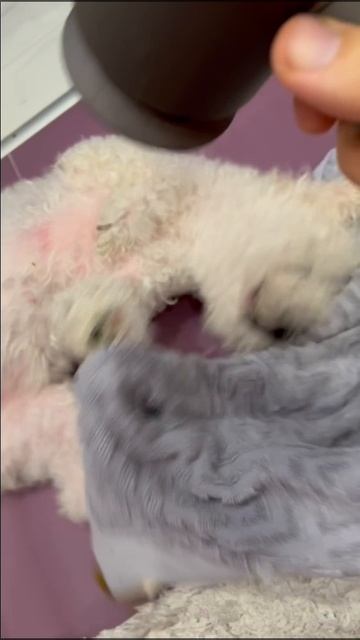 Собачка или кошечка - это не игрушка, а ответственность, забота и траты..