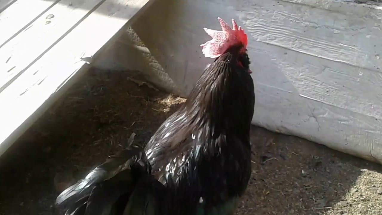 Куры попрятались от жары.#chicken #henhouse #курынесушки #куры #курятник #жара #heat