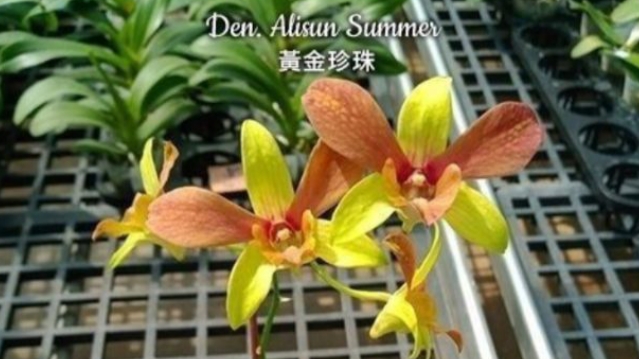 П-6. Ч-2. Пересадка дендробиума с шестой посылки из мха в новый грунт. Часть 2.