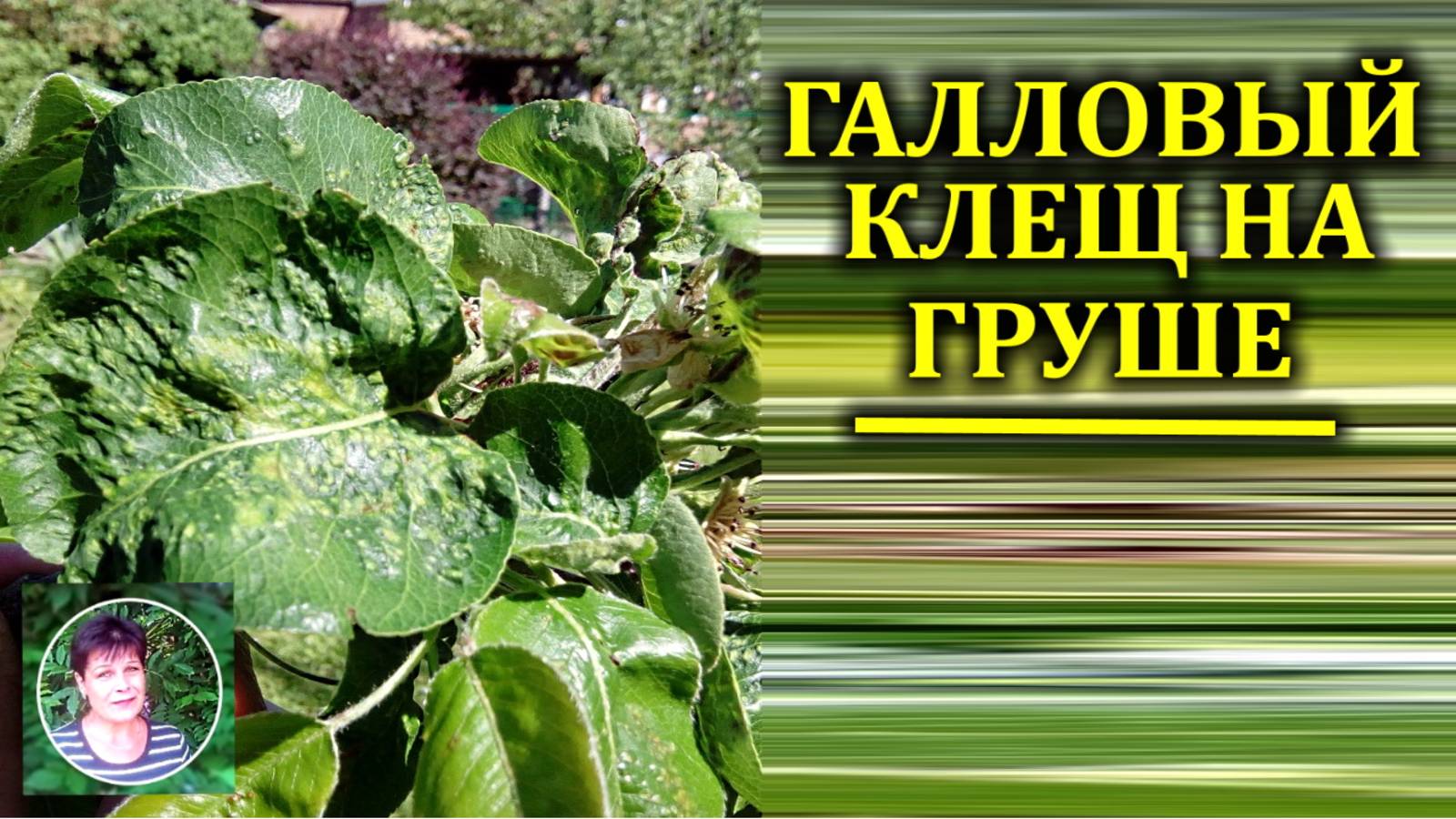 Галловый клещ на груше  Вздутия на листьях груш