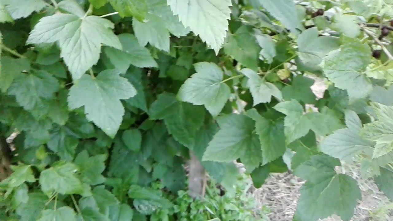 Защита сада от вредителей и болезней.#садоводство #обработкасада #gardening