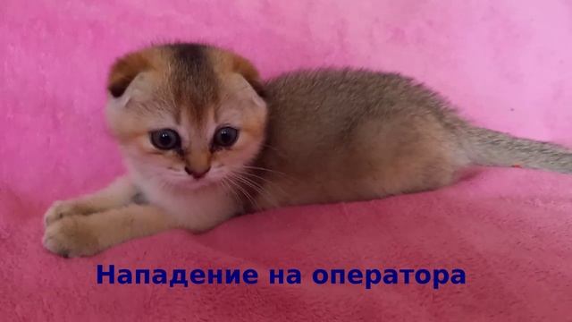 Нападение на оператора