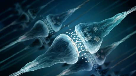 Нейрофизиологическая основа зависимостей