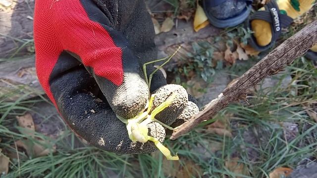 Маленький зеленый дружище. Богомол Игорь!