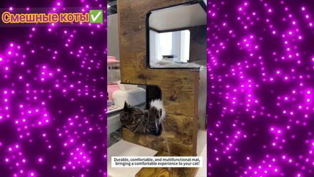 Смешные коты Подборка #29/ Забавные видео про домашних животных/ Смотреть приколы про котиков 2025