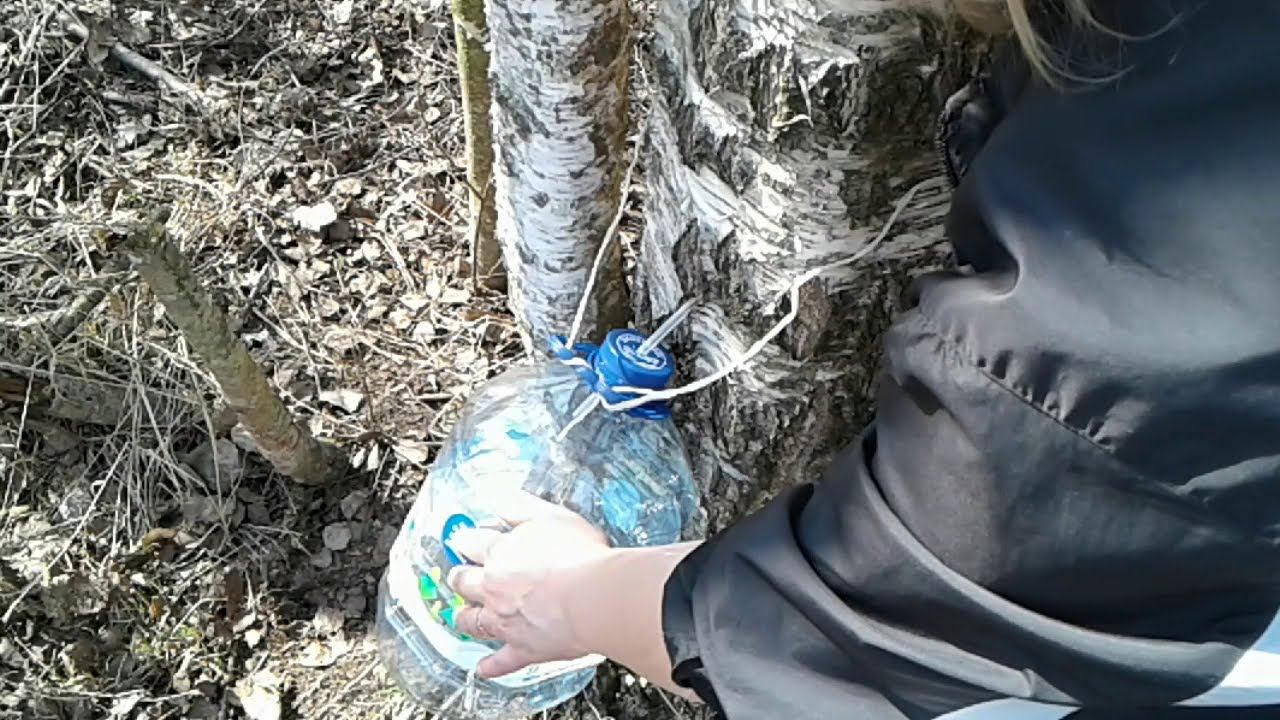 Сбор березового сока Надо успеть #берёзовыйсок #весна #spring #сборберёзовогосока #birch_juice