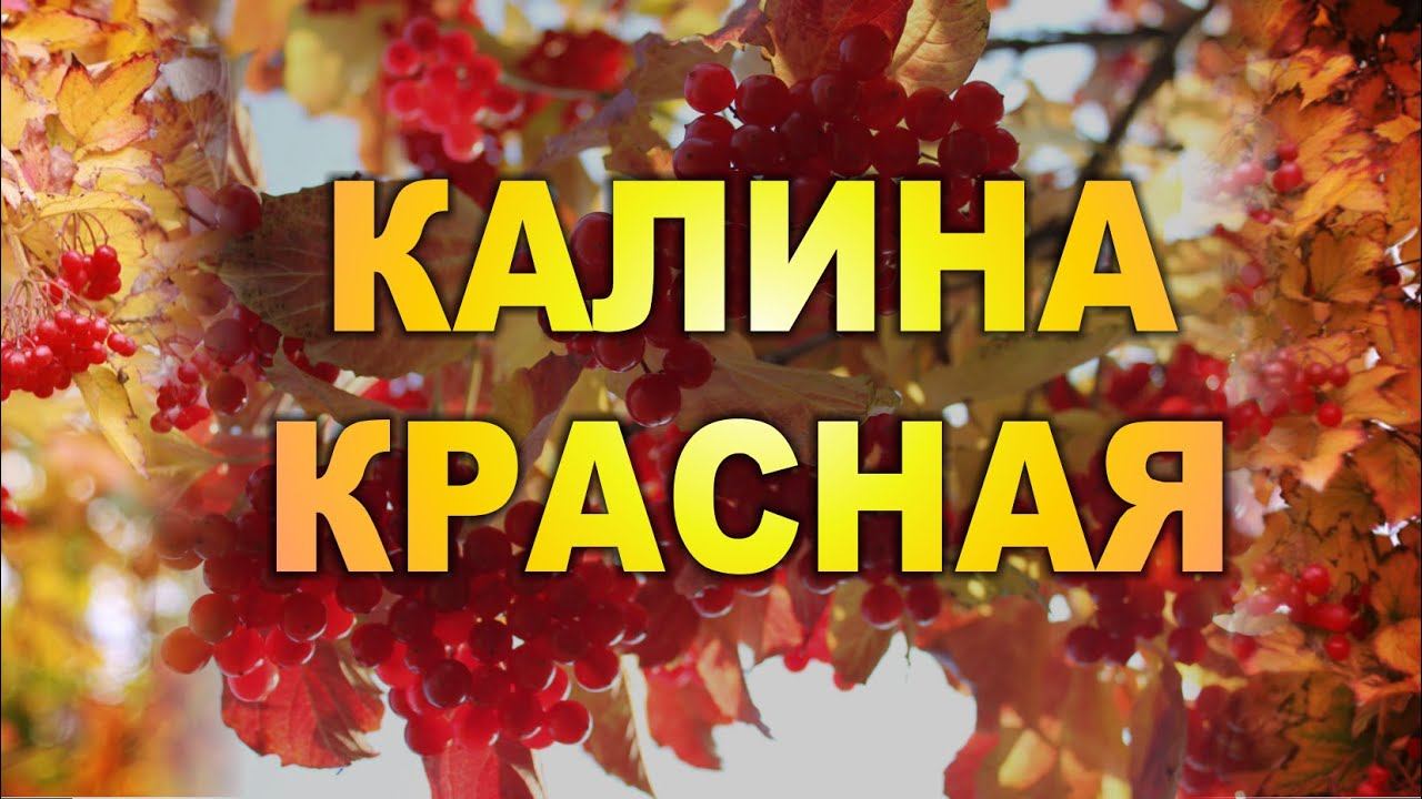 КАЛИНА КРАСНАЯ. Вика Цыганова. Луганск. Новороссия - 2014