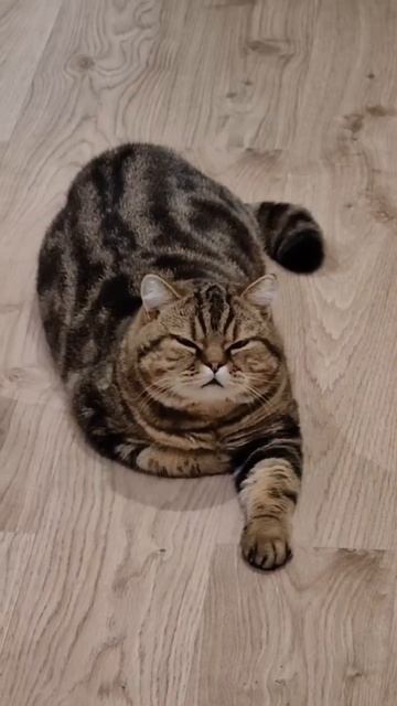 Колыбельная от кота Шелдона.