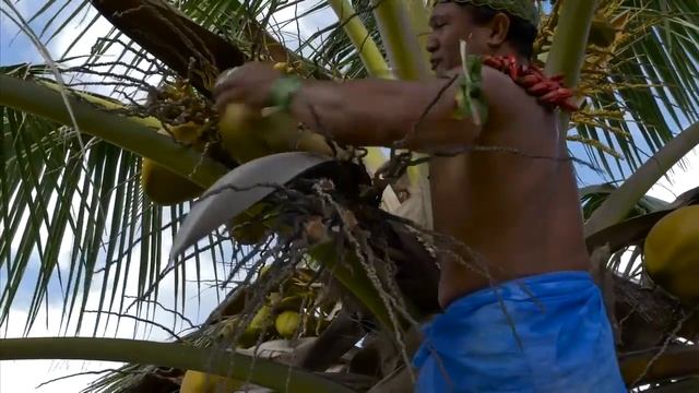 КАК ДОБЫТЬ КОКОС