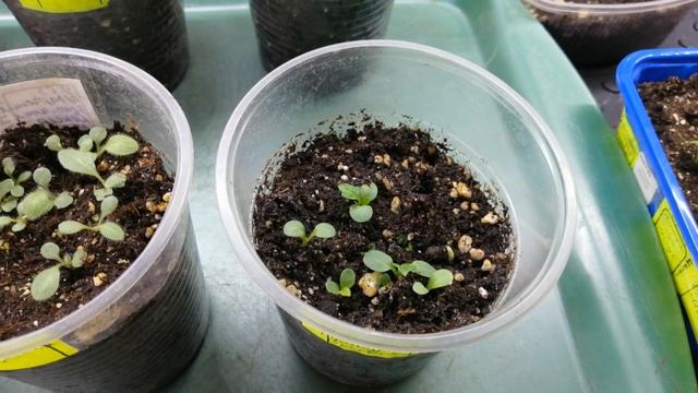 Отличный результат всходов семян многолетников посаженных в январе