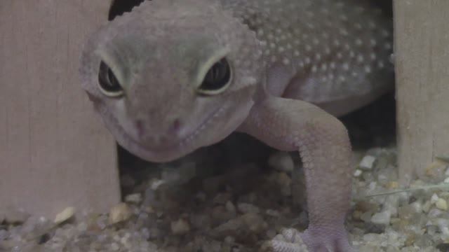 Последнее кормление эублефара.