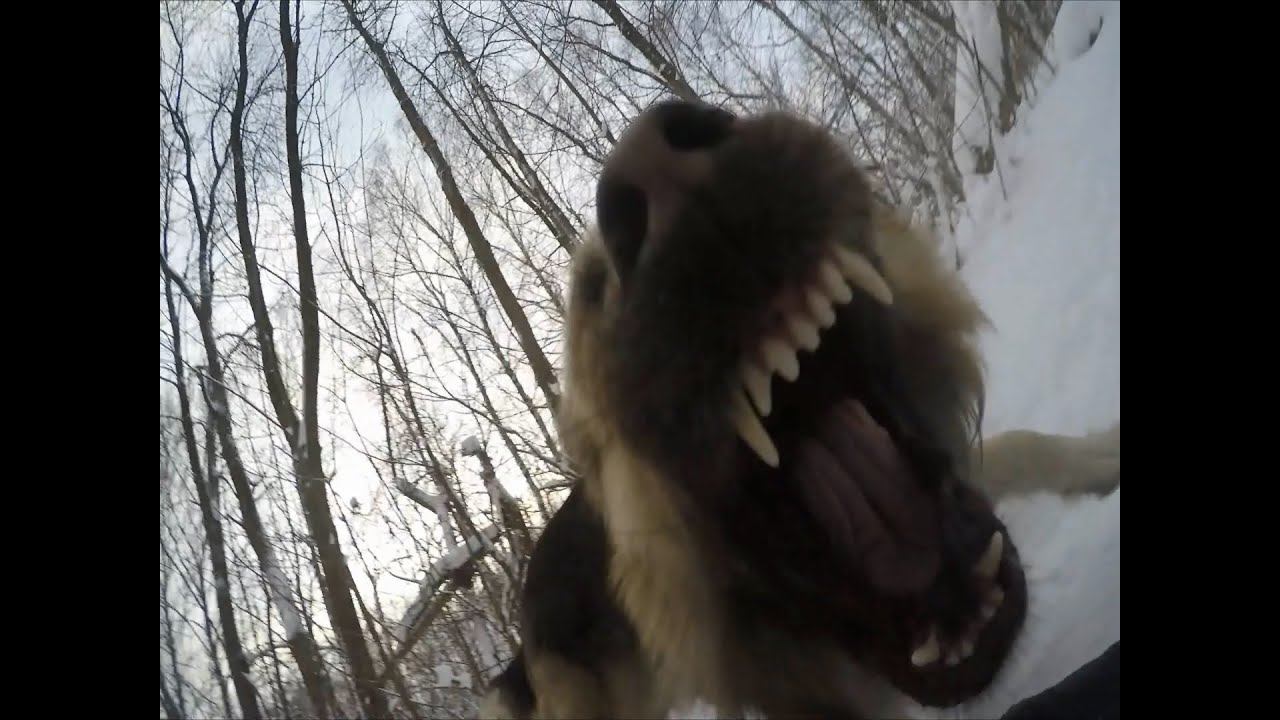 Нападение волкодава на ребёнка.